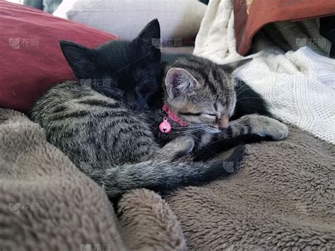 两只小猫睡在毯子上