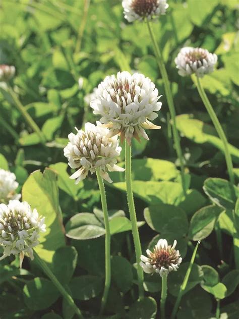 White Clover Plant How To Grow And Care For White Clover
