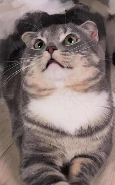 스코티시 폴드 애기 고양이 책임분양 아이조아 유기방지입양 파양 강아지보호소 고양이보호소 무료분양센터