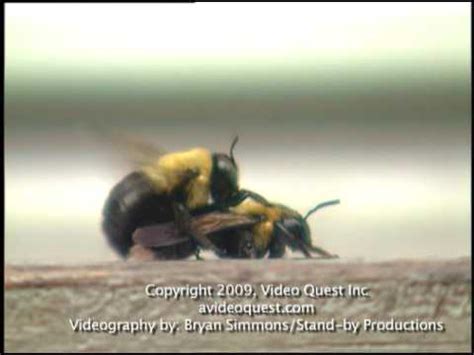 MUST SEE TWO BEES HAVING SEX YouTube