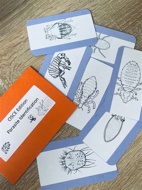 Osce Edition Parasite Identification Etsy