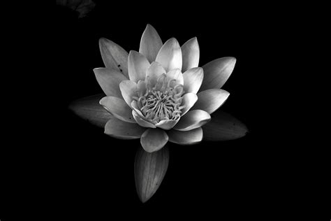 White Lilies For A New Life Neybg