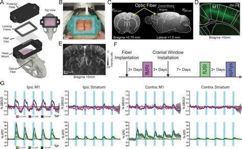 Optogenetically Induced Fusi Responses Can Be Detected Through Chronic Download Scientific