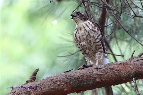 Japanese Sparrowhawk Rocky