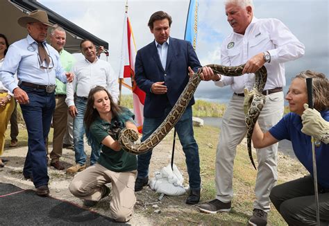 Long Held Myth Says Hurricane Andrew Sparked Floridas Burmese Python Problem Is It True