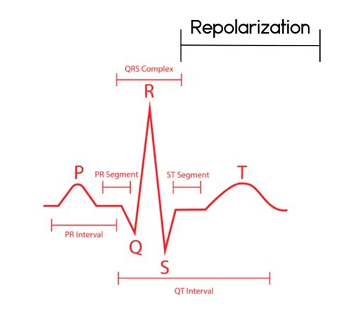 Depolarization And Repolarization Of The Heart Understanding Cardiac