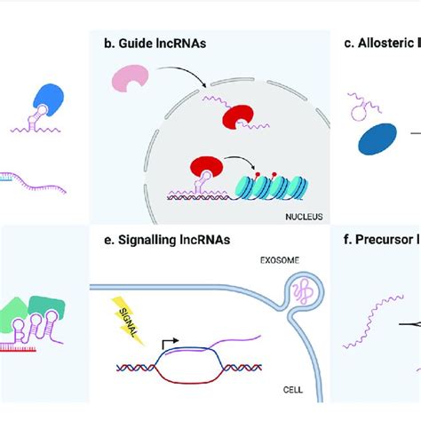 Schematic Representation Of Long Non Coding Rnas Lncrnas Different