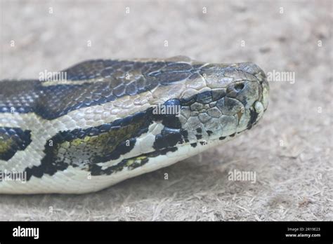 Dunkler Tigerpython Burmese Python Python Molurus Bivittatus Stock