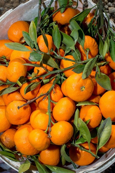 가지 감귤 운시우 감귤류 건강 경작 과일 과일 베어링 트리 과즙이 많은 귤 꽃 나뭇잎 농업 농작물 다채로운 만다린 나무 만다린 오렌지 맛있는