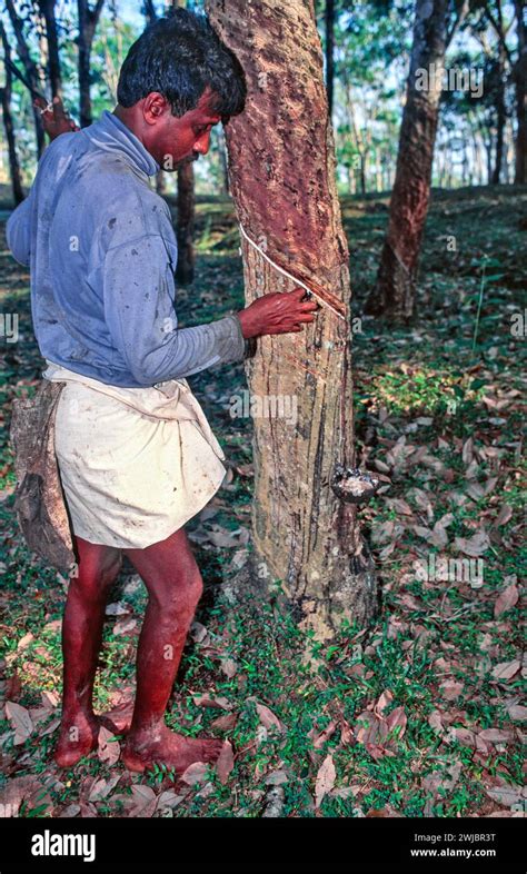 Rubber Tree Tapper Sri Lanka Cutting New Grooves Into The Tree Trunk To Allow Flow Of Latex Into