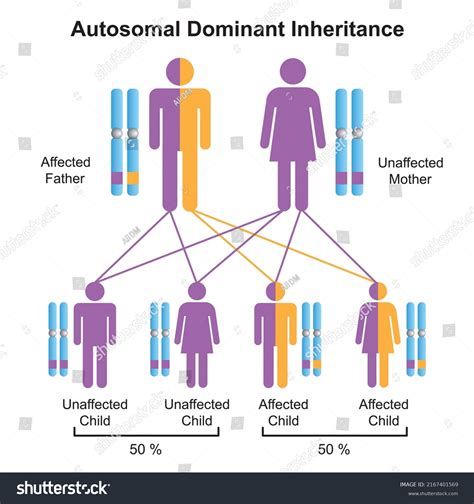 Scientific Designing Autosomal Dominant Inheritance Colorful Stock