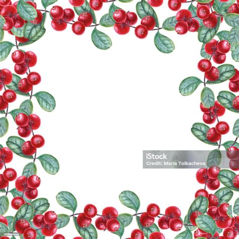 잘 익은 육즙이 많은 카우베리의 정사각형 프레임은 흰색 배경에 분리되어 있다 녹색 잎이 있는 붉은 열매의 수채화 그림 텍스트를 위한 공간입니다 엽서 디자인 초대장 템플릿