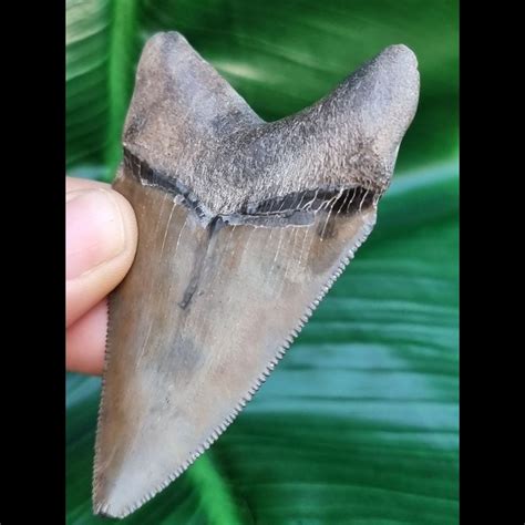 76 Cm Razor Sharp Tooth Of Carcharocles Chubutensis Tx399