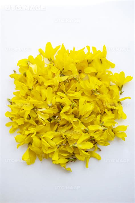 유토이미지 개나리 개나리꽃 개나리꽃배경 봄꽃