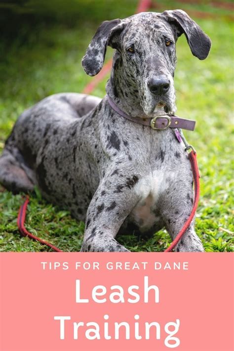 Follow These Straightforward Instructions For Leash Training Your Great