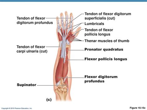 Chapter 10 The Muscular System Ppt Download