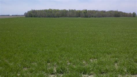 Перегляньте 8 ідей на дошці «clipart Grass Field та на тему