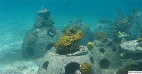 The Reef Effect How Offshore Wind Benefits Marine Life Offshore Wind