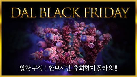 달수족관 블랙 프라이데이 알찬 구성 안보시면 후회 하지 몰라요 Youtube