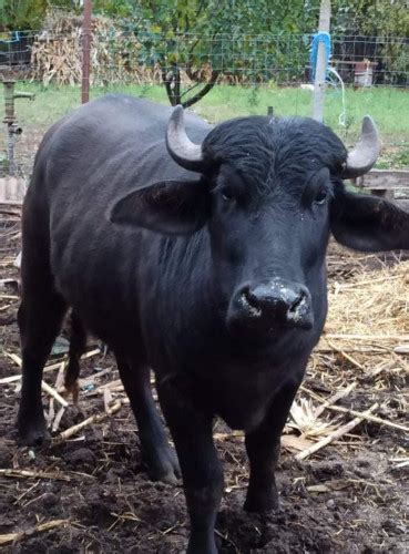 Продавам женски биволи АгроБорса Agri Bg