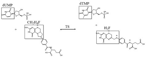 Thymidylate Synthase Proteopedia Life In 3d