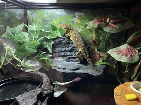 Ive Been In To Pythons For A Long Time But Have Always Wanted A Little