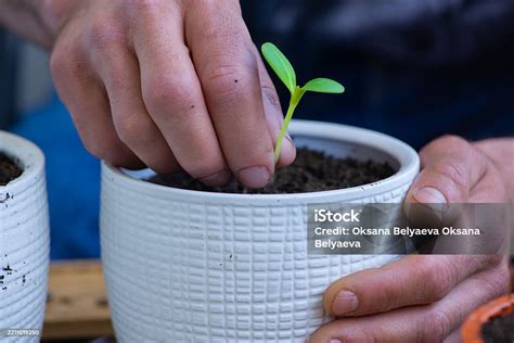 녹색 배경에 나무를 심기 위해 묘목과 흙을 들고 있는 손은 지구의 날 개념과 세계 환경의 날을 나타냅니다 남자의 손은 햇빛과 빛으로 어린 나무를 자라고 있습니다 개념에 대한