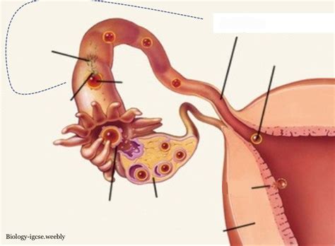 Ovulation Diagram Diagram Quizlet