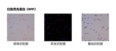 细胞计数仪在“单细胞测序”中的应用 博大博聚科技