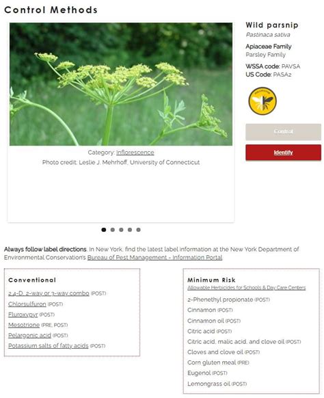 Wild Parsnip Cornell Weed Identification