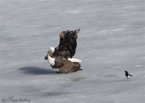 Bald Eagles Sex On The Ice Feathered Photography