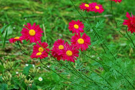 The Pink Pyrethrum Or Persian Daisy Lat Pyrethrum Roseum In The