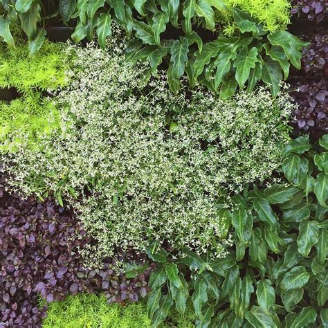 Vertical Wall Installation With Vibrant Euphorbia