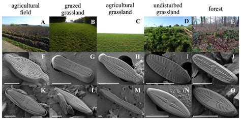 Freshwater Diatoms Identification