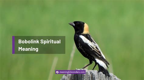 Bobolink Spiritual Meaning Power Of Creative Expression