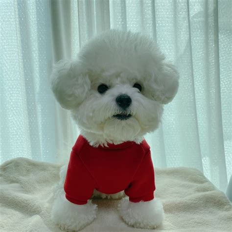 갈색 강아지 옷 추천 15가지 어떤 색이 찰떡같이 어울릴까 비마이펫 라이프