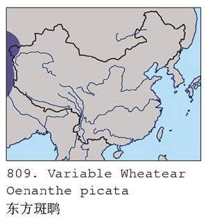 0809 东方 斑鵖 中国鸟类野外手册