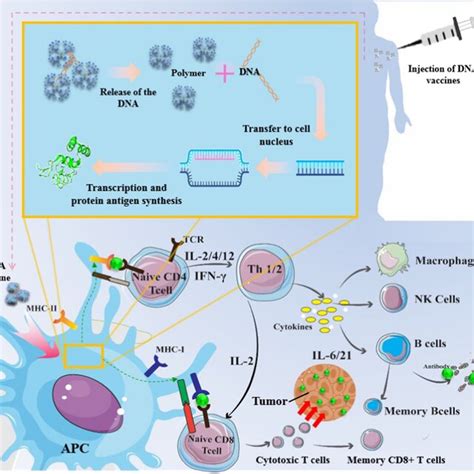 Pdf Polymeric Nanoparticles For Dna Vaccine Based Cancer