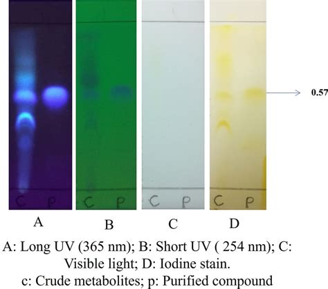 Thin Layer Chromatography Of Purified Compound A Long Uv 365 Nm B Download Scientific