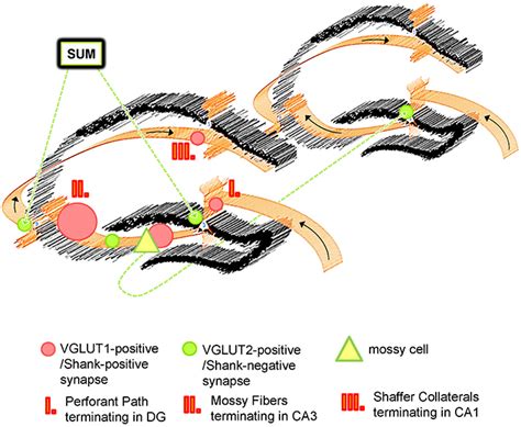 Frontiers Selective Localization Of Shanks To Vglut1 Positive Excitatory Synapses In The Mouse