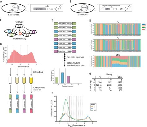 Figures And Data In Predicting Bacterial Promoter Function And Evolution From Random Sequences