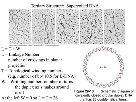 Ppt Tertiary Structure Supercoiled Dna Powerpoint Presentation Free Download Id 3839051