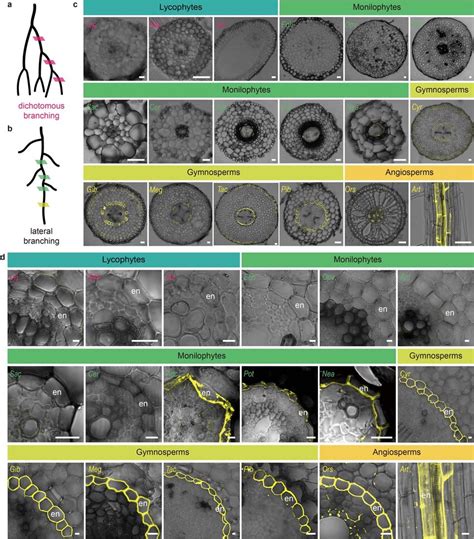 Fluorol Yellow Staining In Root Endodermis At Fully Developed Of The Download Scientific