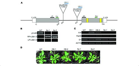 Characterization Of Fip Plants A Diagram Of The Fip Gene In