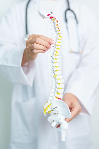 인간 척추 해부학 모델을 가진 의사 척수 장애 및 질병 허리 통증 요추 천골 골반 경부 흉부 미골 정형 외과 의사 척추 교정 지압 요법 사무실 증후군 및 건강 정형외과의에