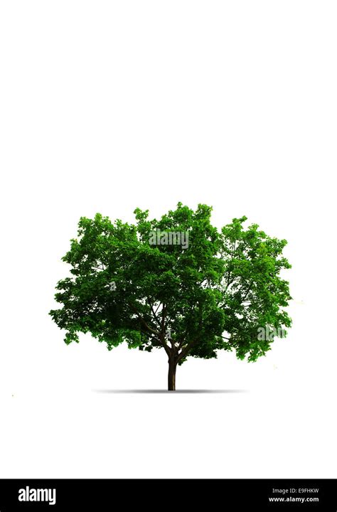 Tree With Green Leaves Isolated On White Stock Photo Alamy