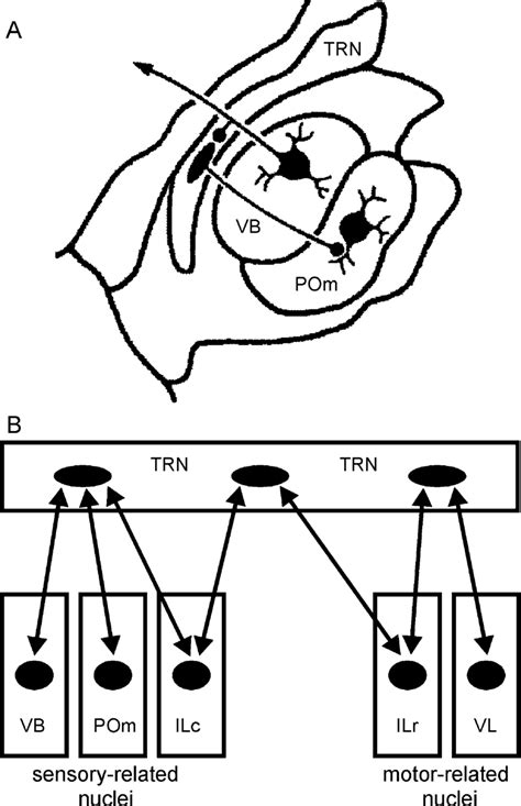The Thalamic Reticular Nucleus A Potential Combinatory Matrix Ensuring Download Scientific