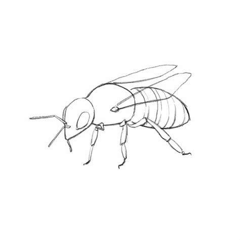 How To Draw A Bee Step By Step Tutorial
