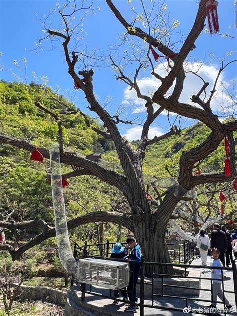 在北京平谷梨树沟瞧见有棵奇怪的树