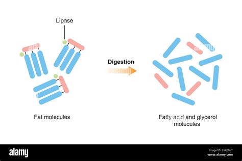 Enzyme Function Of Lipase At Alexander Kitchen Blog